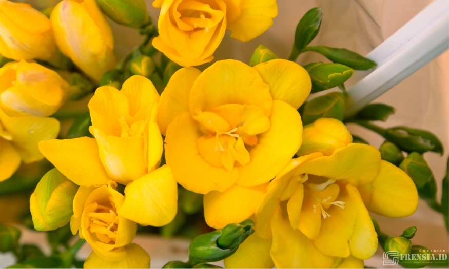 Bunga Freesia, Ada 5 Fakta Menarik Tentangnya - Frensia