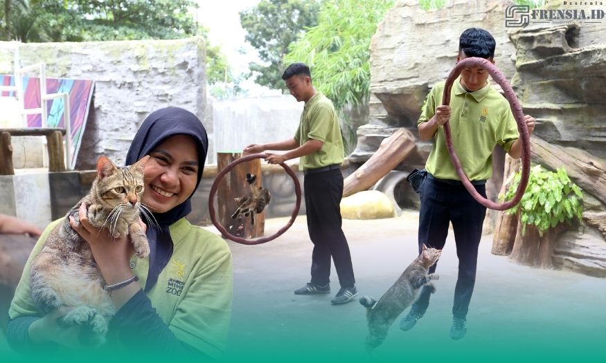 Viral! Terkenal Saat JFC, Kucing Domestik Rumahan Bisa Berbagai Atraksi ...